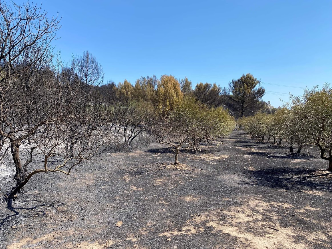 Mémento - Régénération d'une oliveraie après un incendie - FRANCE OLIVE ...
